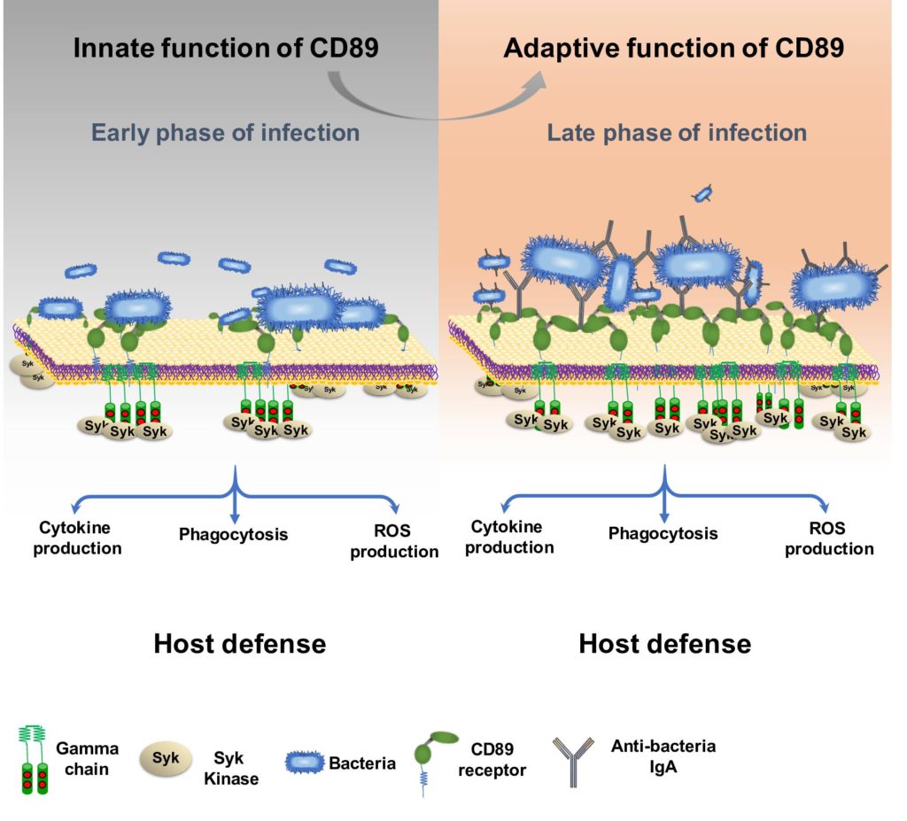CD89 acts as an innate bacterial receptor mediating host protection to ...
